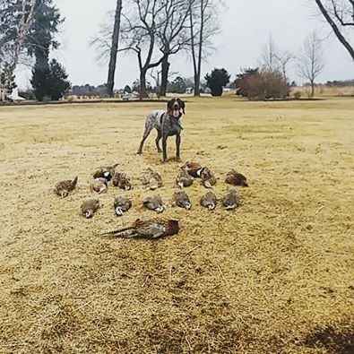 Northern VA Bird Hunting | Guides and Dogs | Rose Hill Game Preserve
